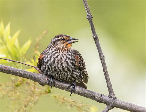 Young Blackbird Photograph By Sue Matsunaga Fine Art America