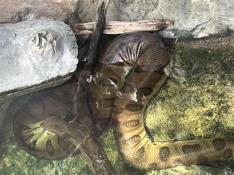 Hulking Green Anaconda At The Como Zoo Rsnakes Hulking Green Anaconda At The Como Zoo Rsnakes