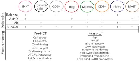Overview Of T Cell Subset Related To Allogeneic Hct Outcomes And Download Scientific Diagram