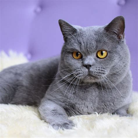Grey Tabby British Shorthair Sherybit