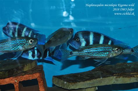 Haplotaxodon Microlepis Kigoma Najväčší Výber Na Slovensku