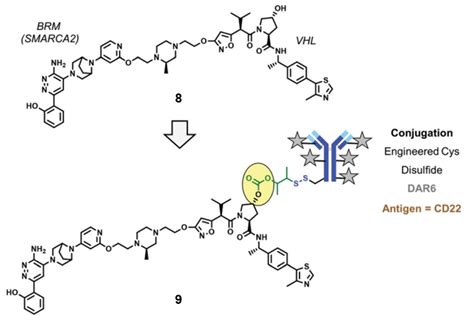 Degrader Antibody Conjugates Dac Novel Protac Adc Conjugation Strategies Boc Sciences