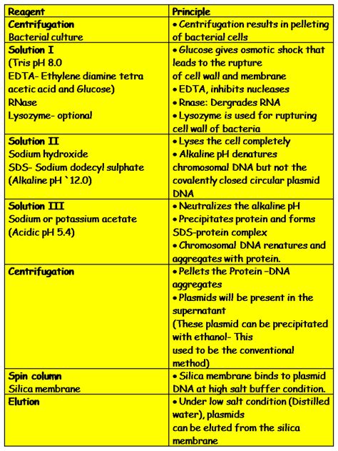SOLLY BRIDES LAB 6 Extraction Of Plasmid DNA Using GF 1 Plasmid DNA Extraction Kit