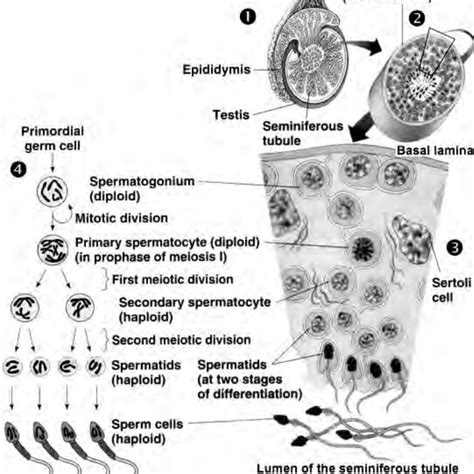 Schematic Drawings Of The Testis Seminiferous Tubules And