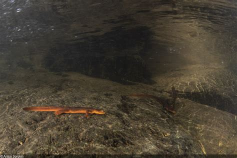 Water Newt Predators