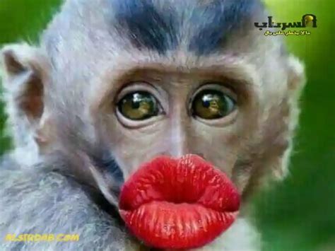 صور قرد مضحك موت Hd