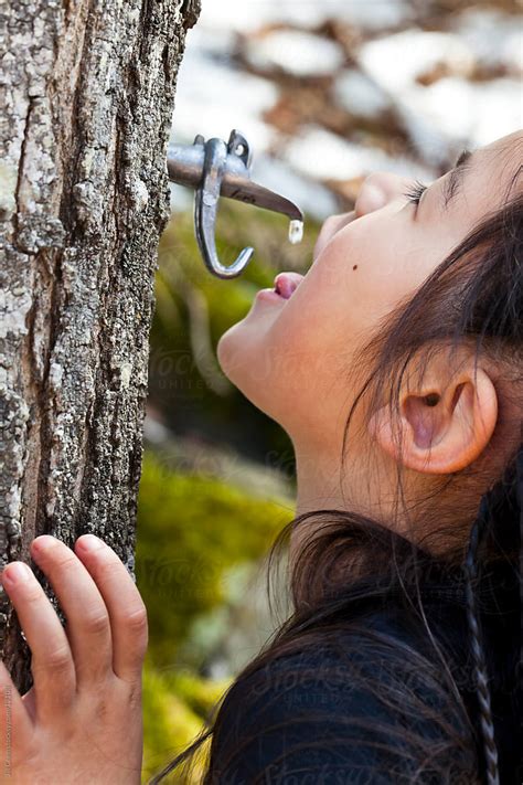 Maple Tree Sap By Stocksy Contributor Jill Chen Stocksy