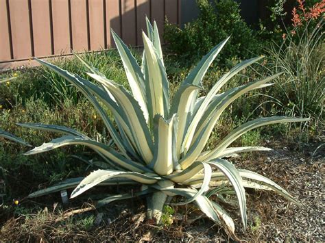 Agave Americana Mediopicta Alba World Of Succulents