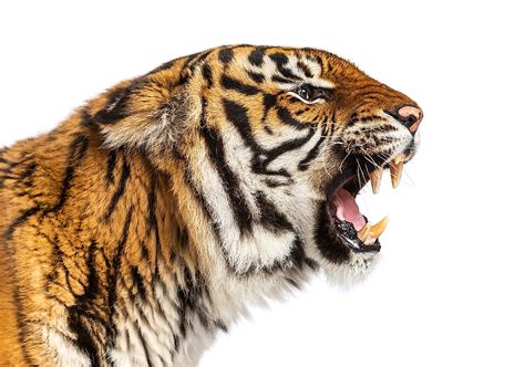 What Is A Carnivore