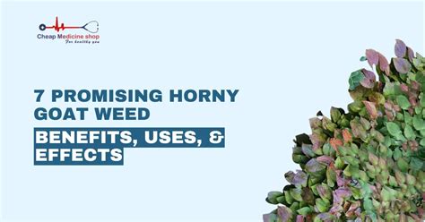 7 Promising Horny Goat Weed Benefits Uses And Effects