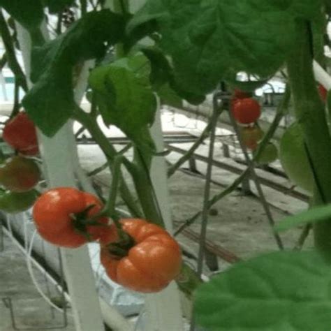 Tomato Fruit Detector V2 Object Detection Model By FruitdetectorOK