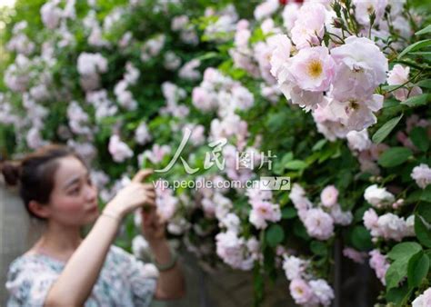 南京蔷薇花开醉游人 人民图片网