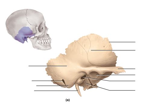 Temporal Bone Labeled