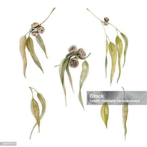 껌 나무 잎 세트입니다 유칼립투스 녹색과 건조한 단풍 흰색 배경에 고립된 수채화 그림입니다 호주 고유의 자연 인쇄물 포스터 및 카드 디자인을 위한 손으로 그린 식물 요소 0