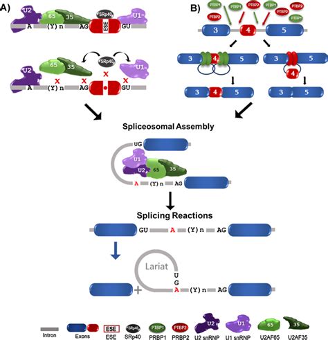 Model Effects Of Snps And Splice Factor Deregulation On Hmmr
