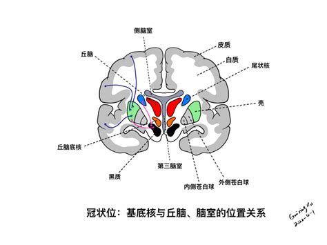 基底核与基底节区解剖与定位 哔哩哔哩