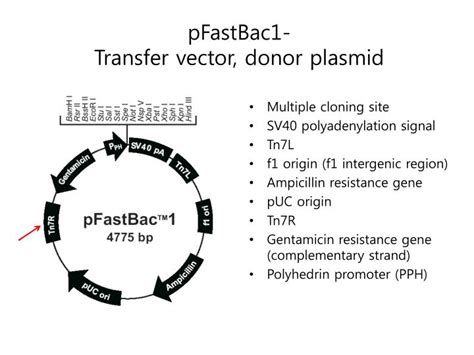 Ppt Bac To Bac Expression System Powerpoint Presentation Id 1392637
