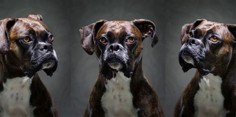 Operant Conditioning Theory How To Apply It In Your Life