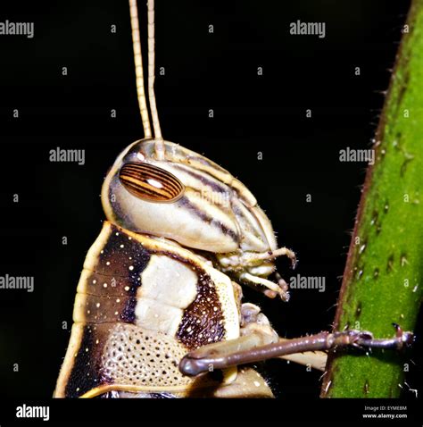 Labeled Grasshopper Head