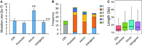 Microsatellite Mutation And Genomic Location A Microsatellite Download Scientific Diagram