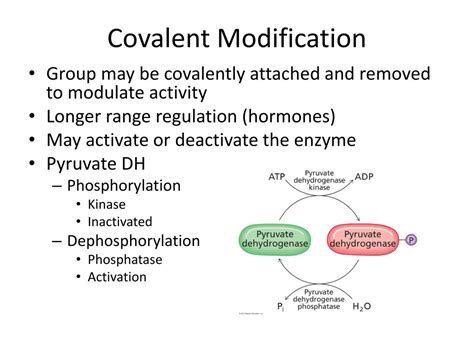 Ppt Enzyme Regulation Powerpoint Presentation Free Download Id2012616