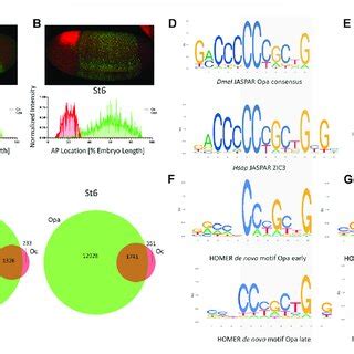 Oc And Opa Play Diverse Roles In Embryonic Head Development A And Download Scientific