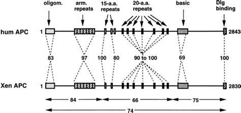 Comparison Of Xenopus And Human APC Sequences Linear Representation Of Download Scientific
