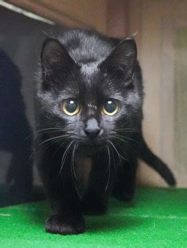 猫 千葉県の里親募集 パッチリお目々のリコちゃん