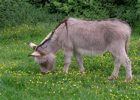 Donkeyassequus Africanus Somaliensismeadowfree Pictures Free