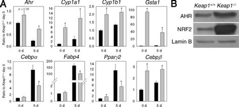 Nrf2 Modulates Aryl Hydrocarbon Receptor Signaling Influence On