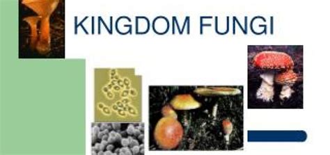 Division Basidiomycota Science Online