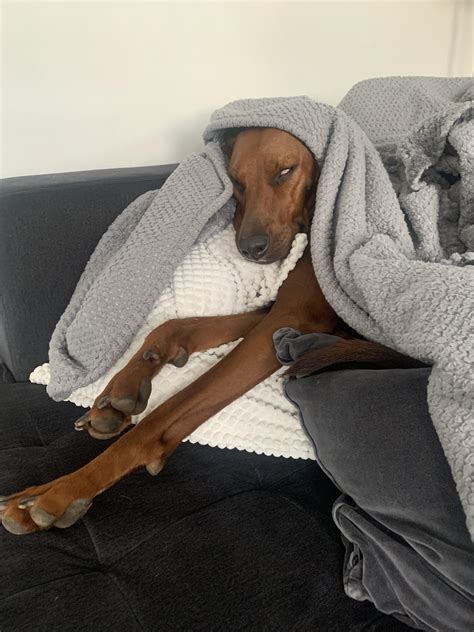 Demon Pearl Scrolller