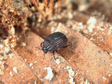 シナノセスジエンマムシ 岐阜のアリ