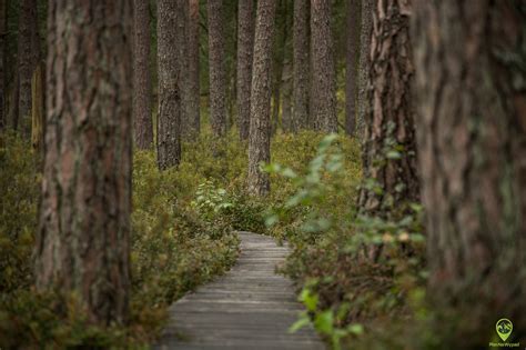 Bory Tucholskie Top Atrakcje I Szlaki Co Warto Zobaczy