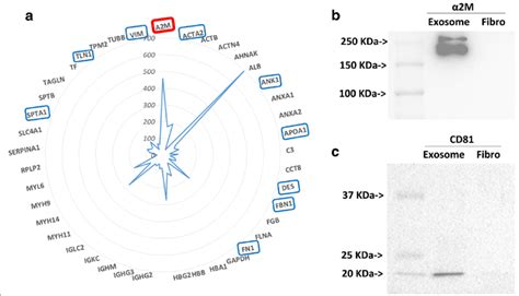 Proteomic Analysis Of Exosomes A Mass Spectrometry Analysis Of