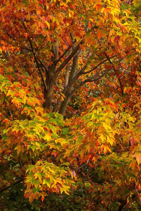 Silver Maple Tree And Fall Foliage At … License Image 71408400 Lookphotos