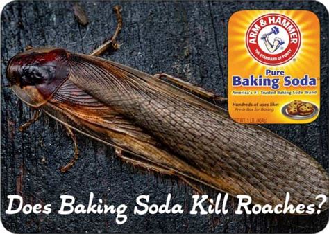 Does Baking Soda Kill Roaches