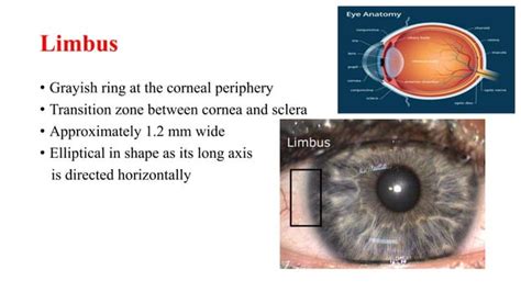 Corneal Anatomy And Anatomy Of Limbus Pptx Eye And Vision