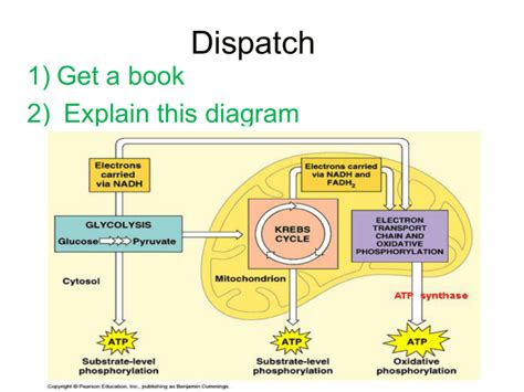 Cellular Respiration Worksheet Glycolysis Krebs ETC