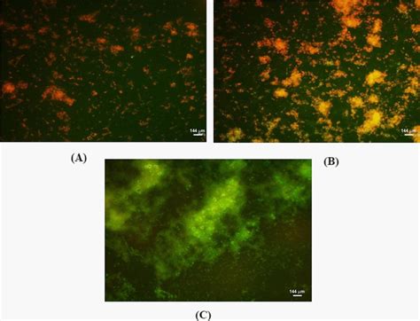 Heat Inactivated K Pneumoniae Biofilm A Heat Treatment At 56 °c For