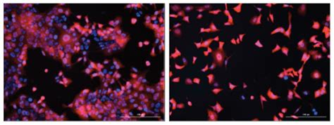 Cambridge Bioscience Lipid Nanoparticles And Reagent Kits Lipidlaunch