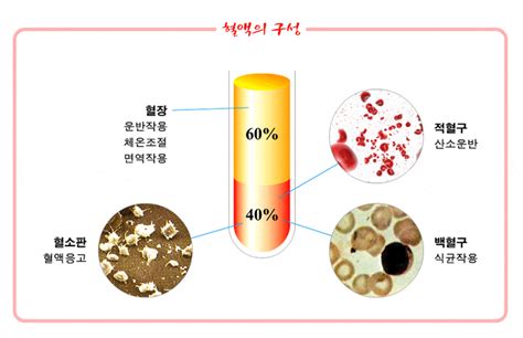 생리학 혈액의 구성 네이버 블로그