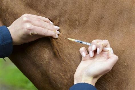 Дөрвөн жилийн хугацаанд 145 тэрбум төгрөгийг малын вакцинд зарцуулжээ