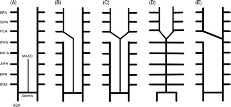 Vascular Patterns Of The Distal Aca Based On The Classification Of Download Scientific Diagram