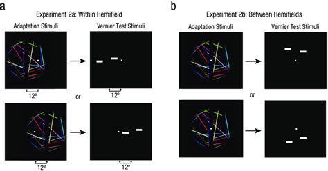 stimulus configuration in experiments 2a and 2b in each trial of