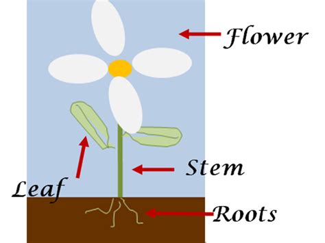 Key Stage 1 2 Basic Botany Plant Science Teaching Resources