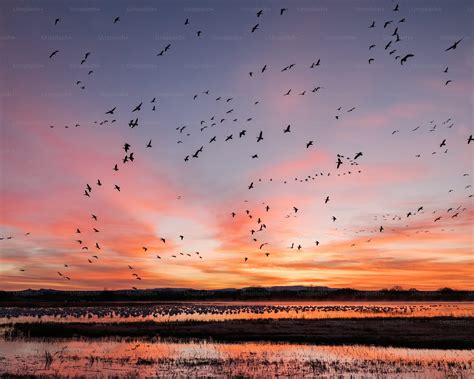 A Flock Of Snow Geese Land On Morning Lit Waters In Bosque Del Apache