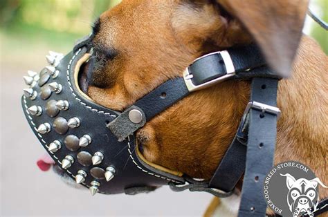 Designer Leather Boxer Muzzle With Studs And Spikes M611013 Spiked