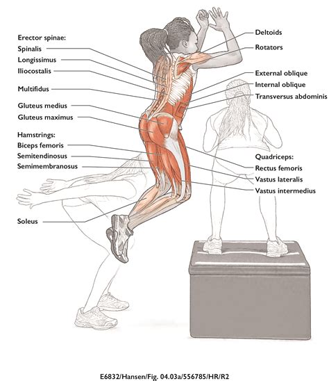 Squat Jump Muscles Used