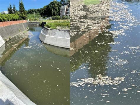 沒排汙水魚群卻翻肚 頭份百歲橋驚現大量魚屍 環保局曝原因 生活 工商時報